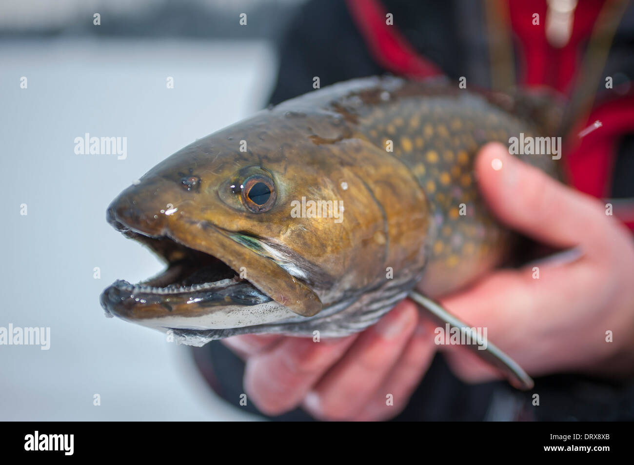Brook trout fish hi-res stock photography and images - Alamy