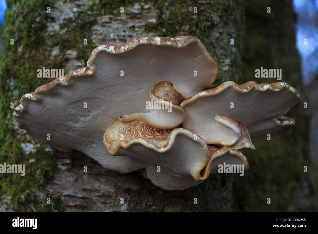 Birch fungus hi-res stock photography and images - Alamy