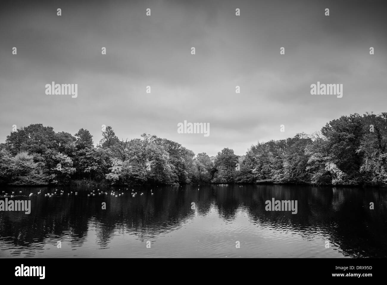 Autumn Fall forest landscape taken in Danbury, Essex Stock Photo - Alamy