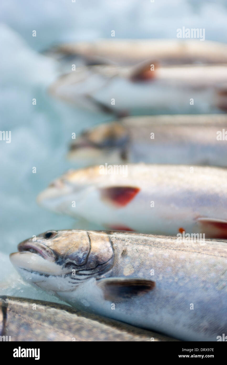 Brook trout fish hi-res stock photography and images - Alamy