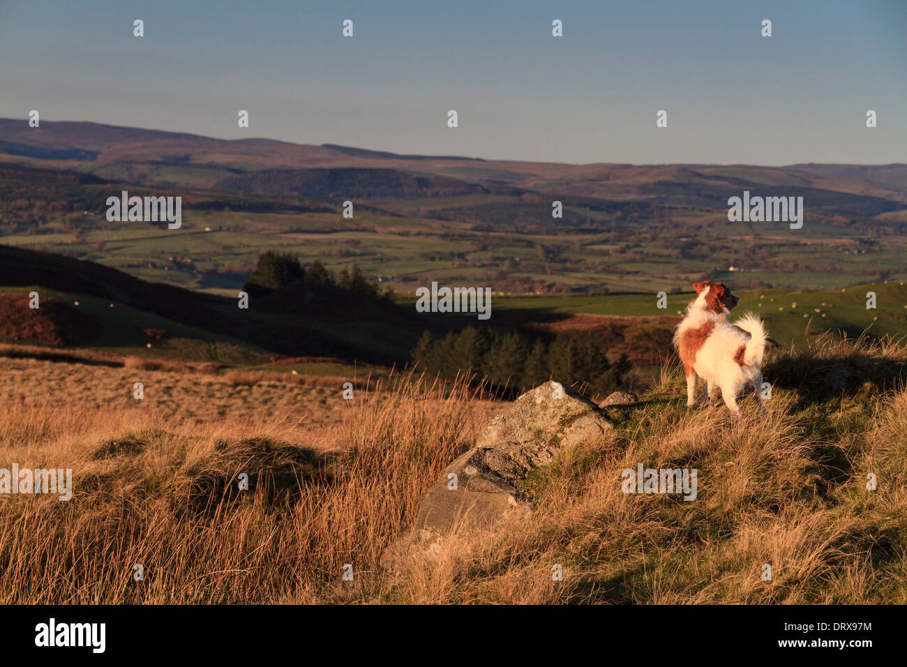 Welsh moor hi-res stock photography and images - Alamy