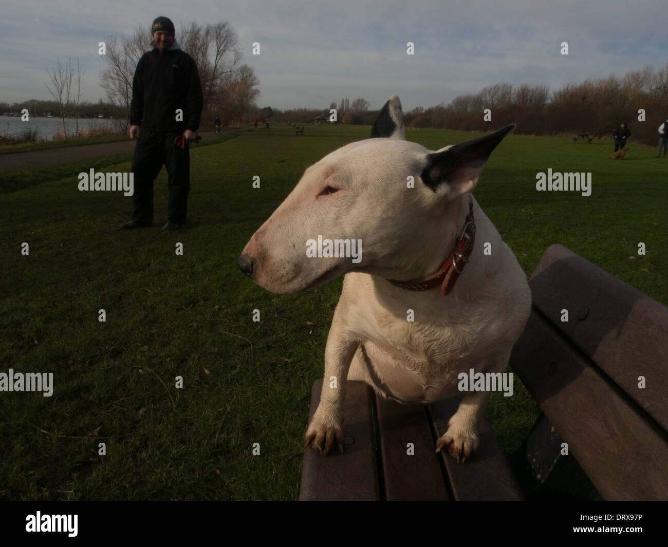 Random dog hi-res stock photography and images - Alamy