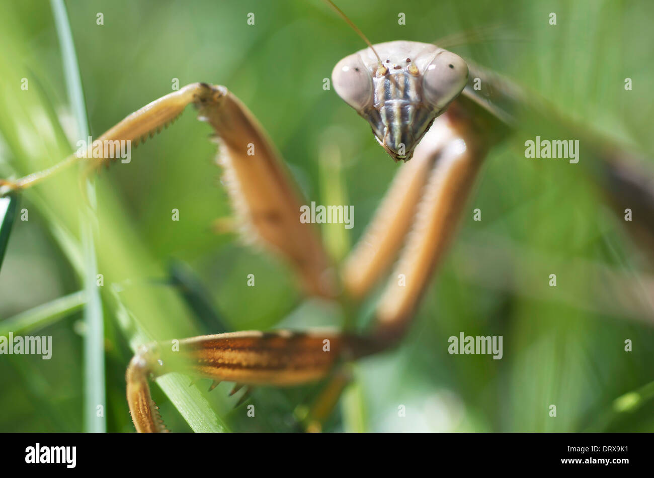 Mantis head hi-res stock photography and images - Alamy