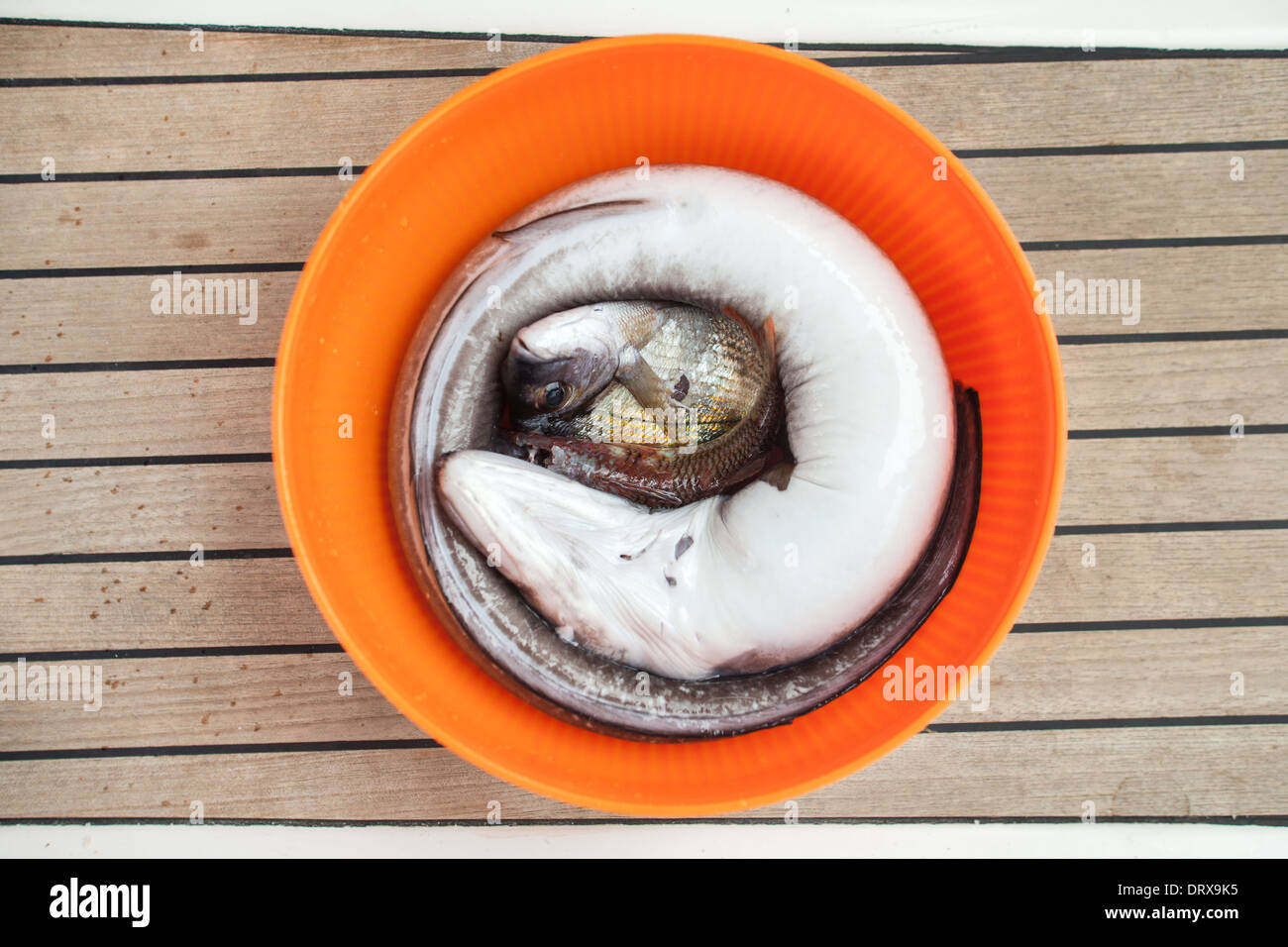Fish on floor hi-res stock photography and images - Alamy