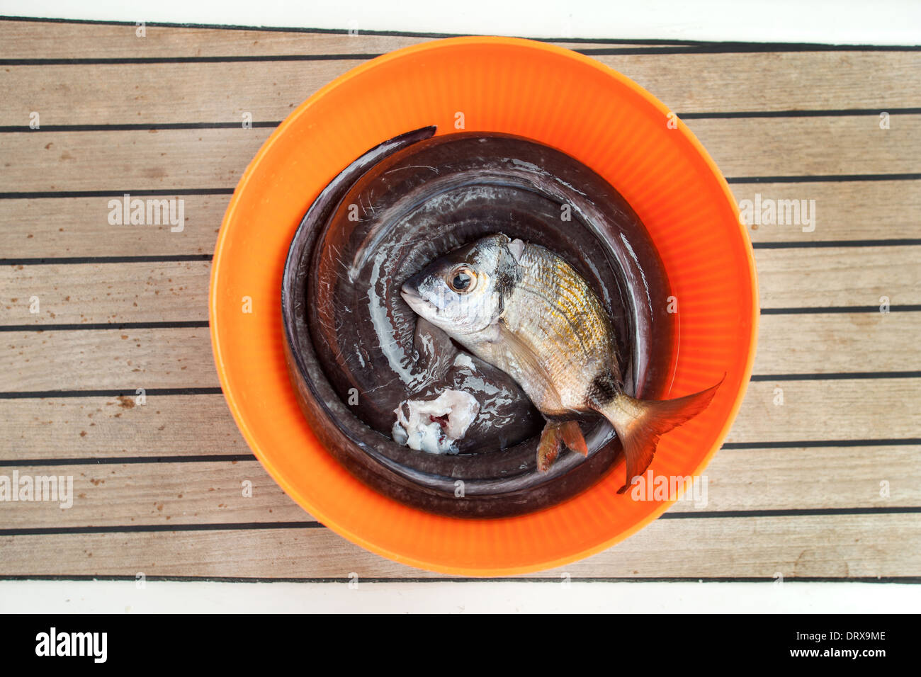 Fresh fish in bucket on a wooden floor Stock Photo - Alamy