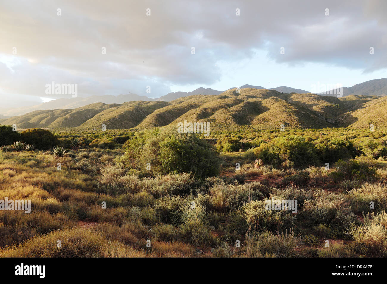 Veld hi-res stock photography and images - Alamy