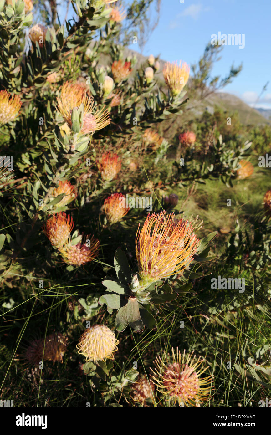Flowering leucospermum bushes in habitat, R45 highway betw Franschhoek ...