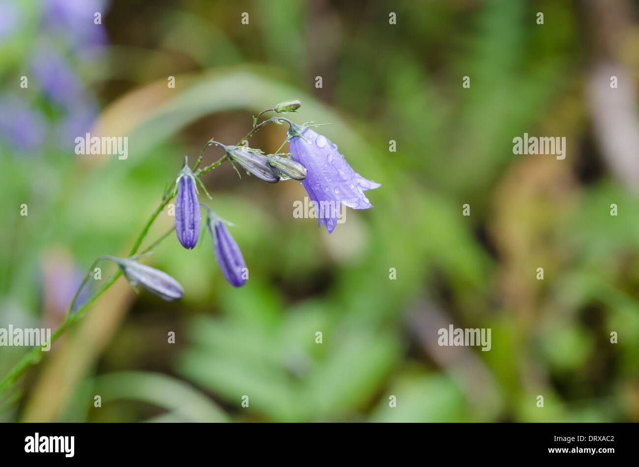 Harebell flower hi-res stock photography and images - Alamy