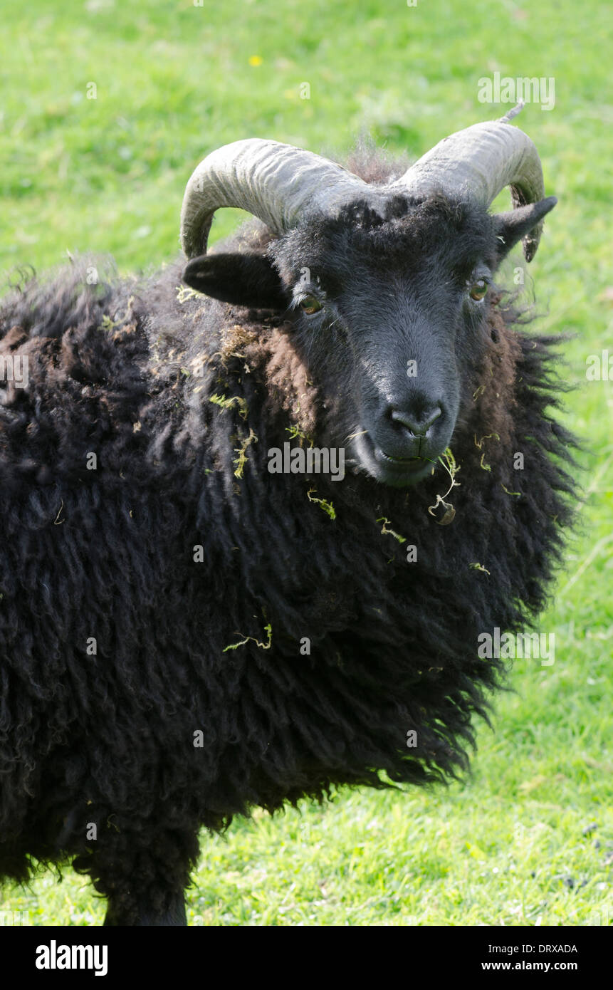 A Black sheep Stock Photo - Alamy