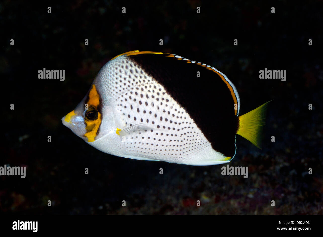 Hawaiian blue butterfly hi-res stock photography and images - Alamy