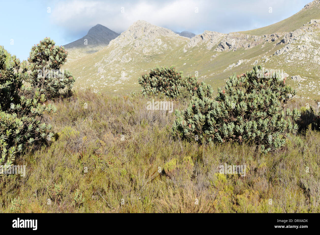 Flowering leucospermum bushes in habitat, R45 highway betw Franschhoek ...
