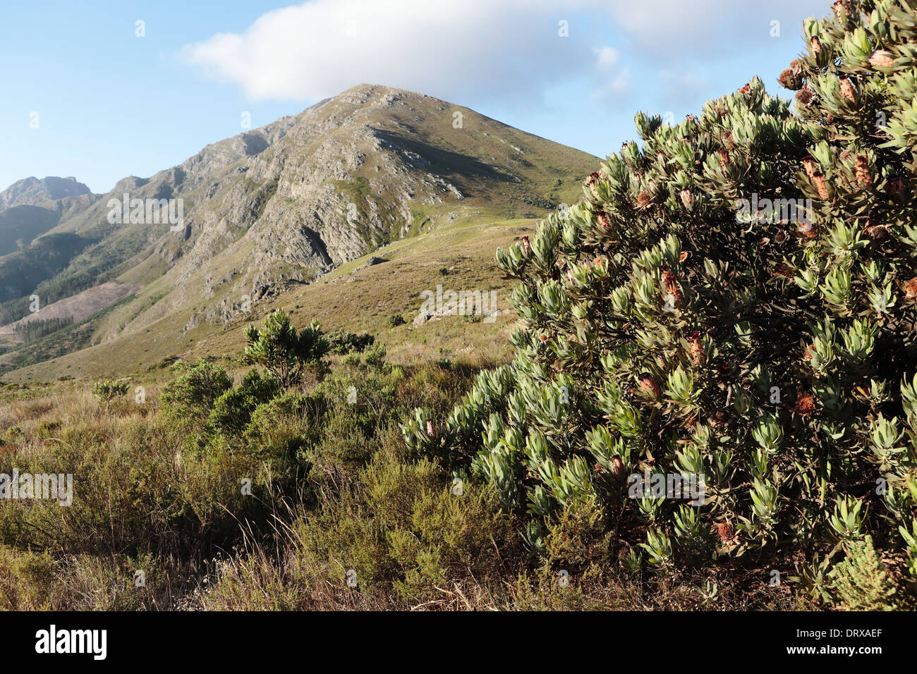 Flowering leucospermum bushes in habitat, R45 highway betw Franschhoek ...