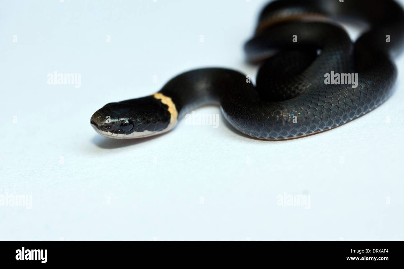 Ringneck snake hi-res stock photography and images - Alamy