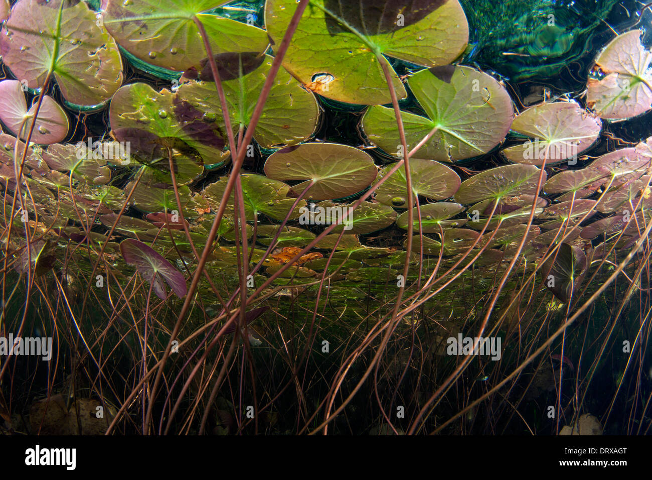 A patch of water lillies reach toward the surface in a Connecticut lake ...