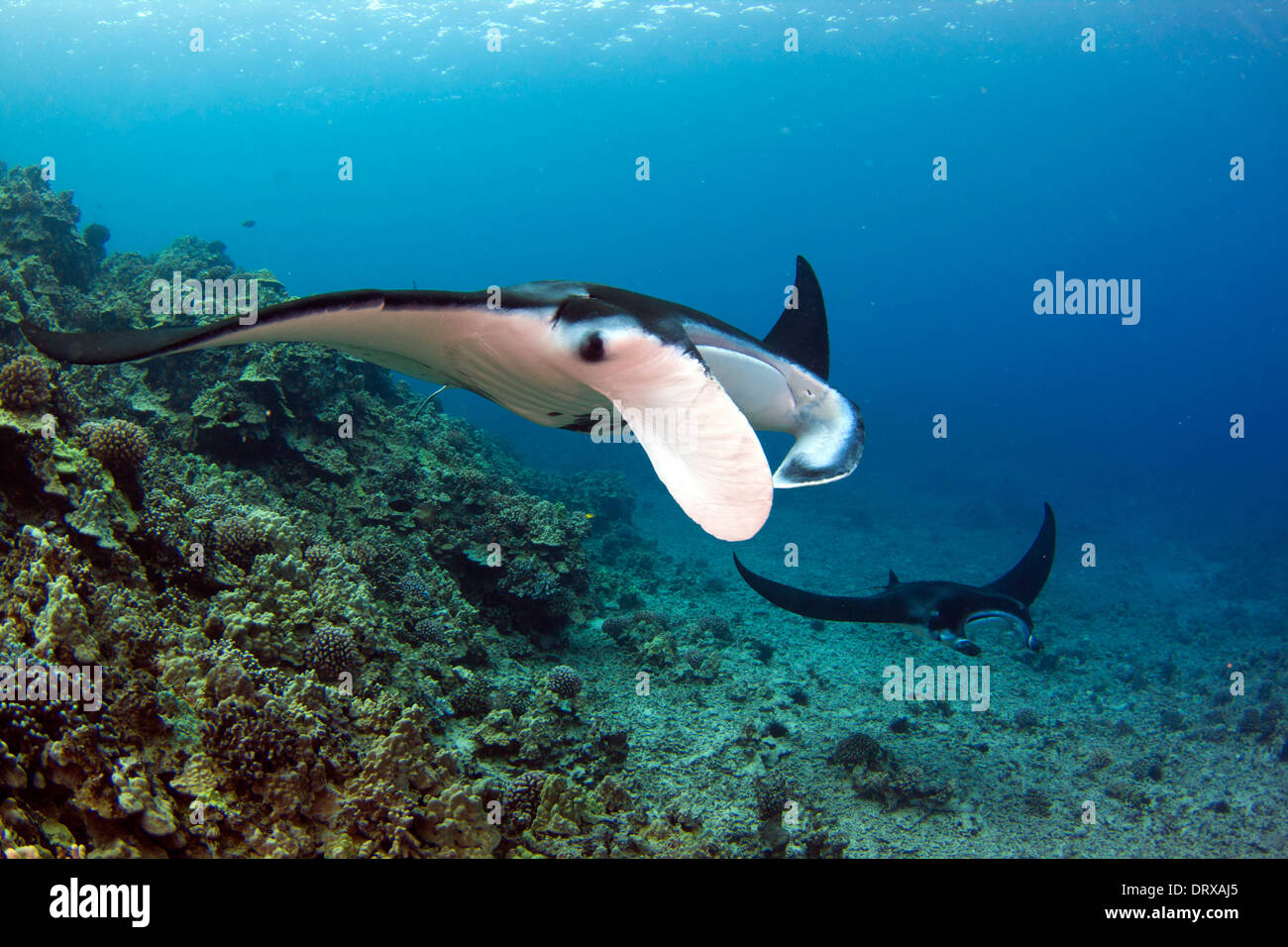 Hawaii kona manta rays hi-res stock photography and images - Alamy