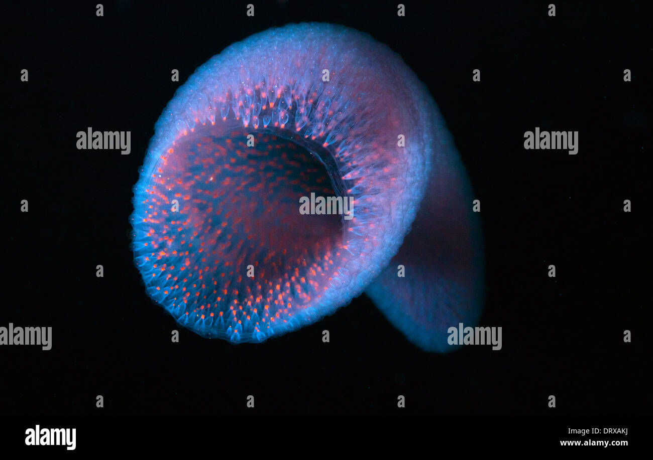 Pyrosome hi-res stock photography and images - Alamy