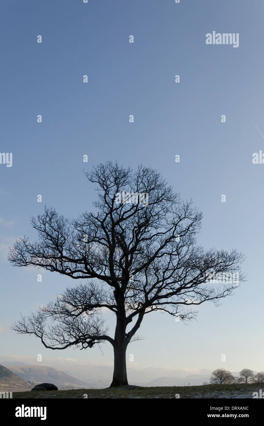 A majestic lone tree silhouetted on the shores of Bassenthwaite, Lake ...