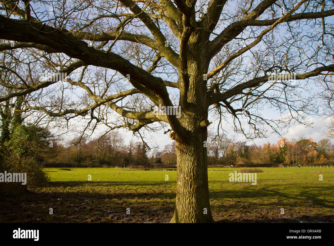 Langstone Harbour Tree Stock Photo - Alamy