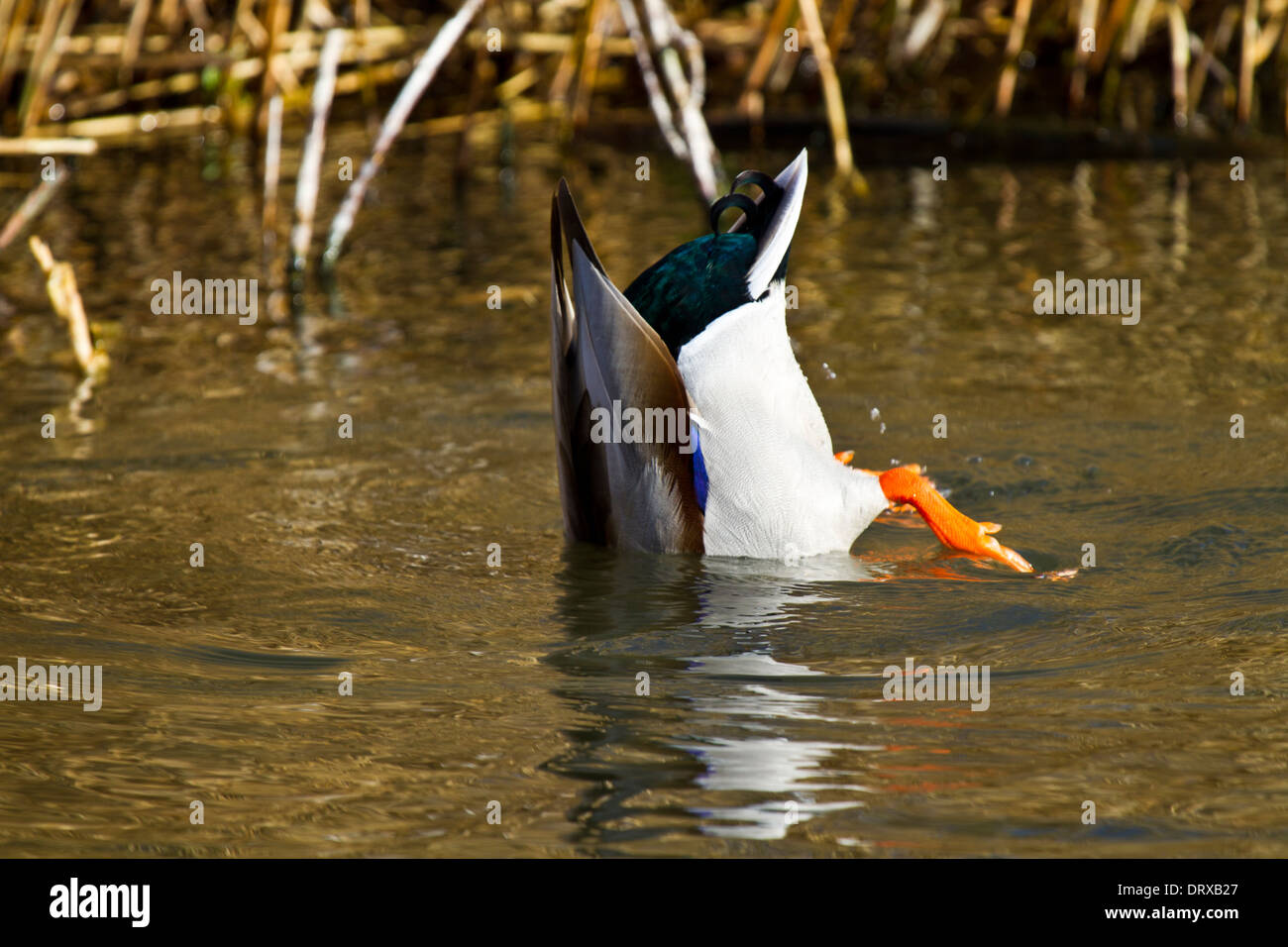 Gary duck hi-res stock photography and images - Alamy