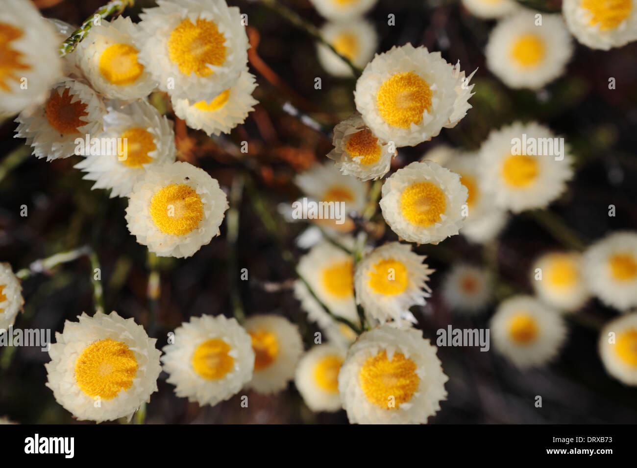 South African helichrysum species with showy white flowers, in habitat ...