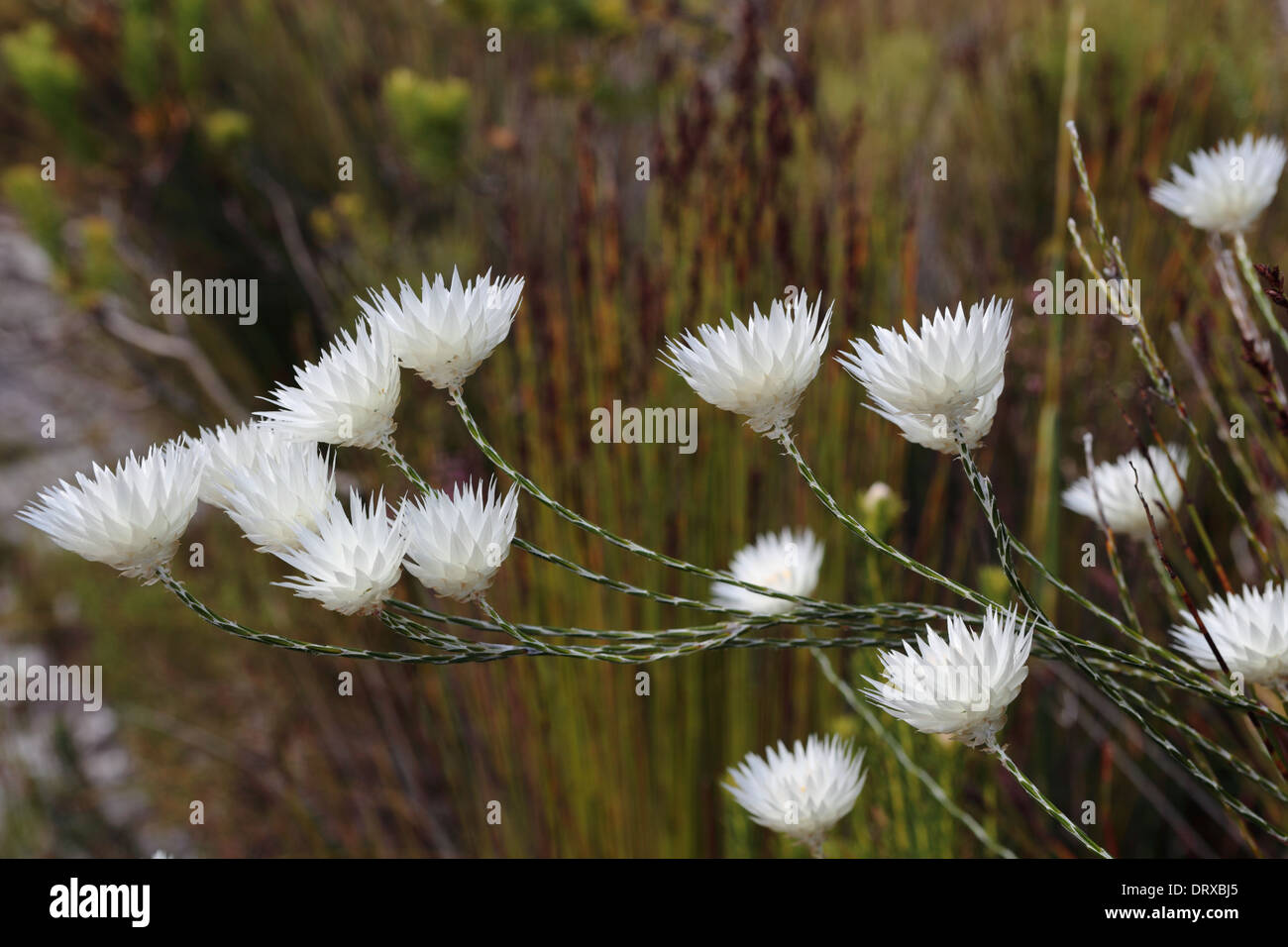 South African helichrysum species with showy white flowers, in habitat ...