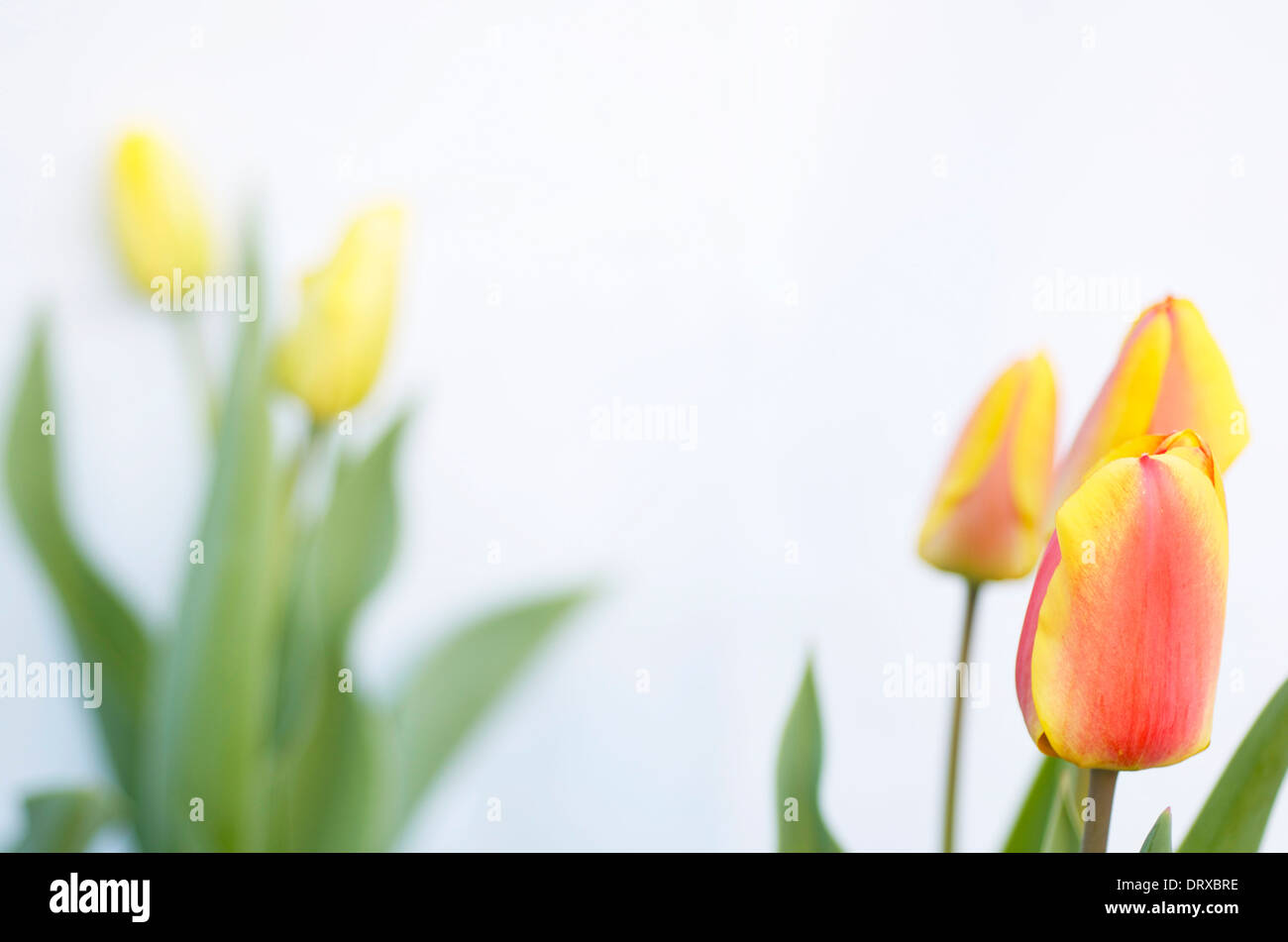 Newly bloomed tulips hi-res stock photography and images - Alamy Newly bloomed tulips hi-res stock photography and images - Alamy