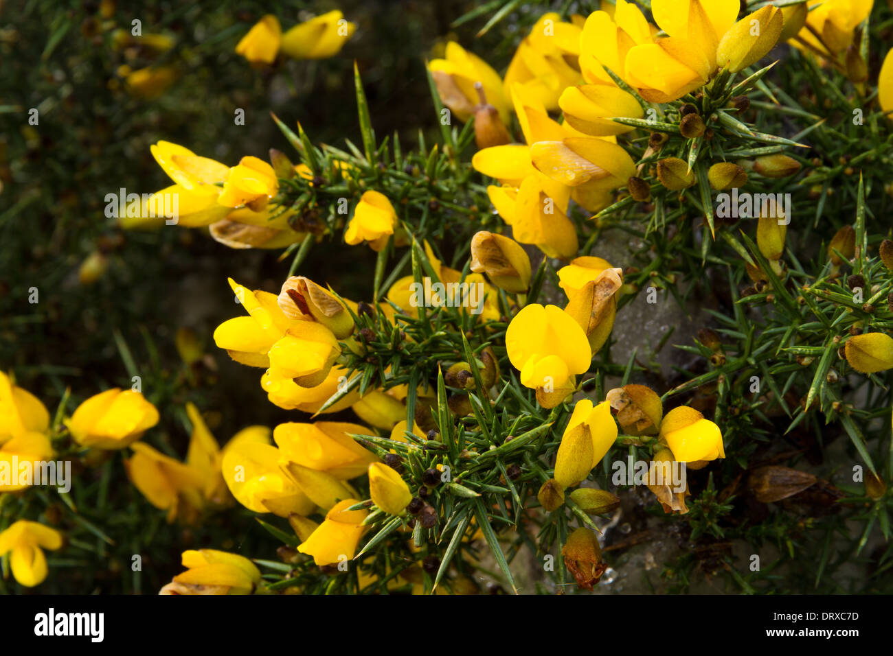 Gorse common hi-res stock photography and images - Alamy