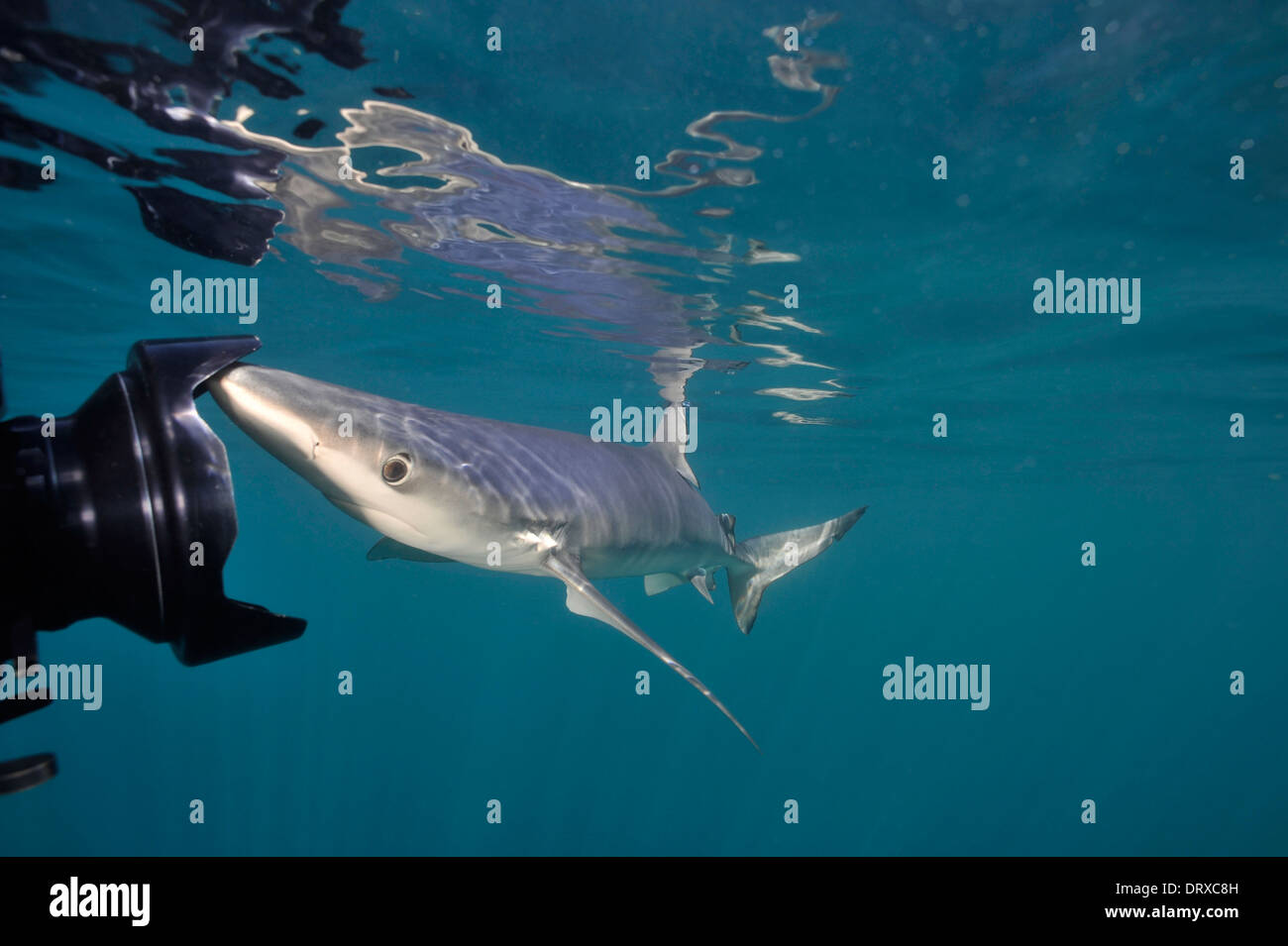 Epipelagic shark hi-res stock photography and images - Alamy