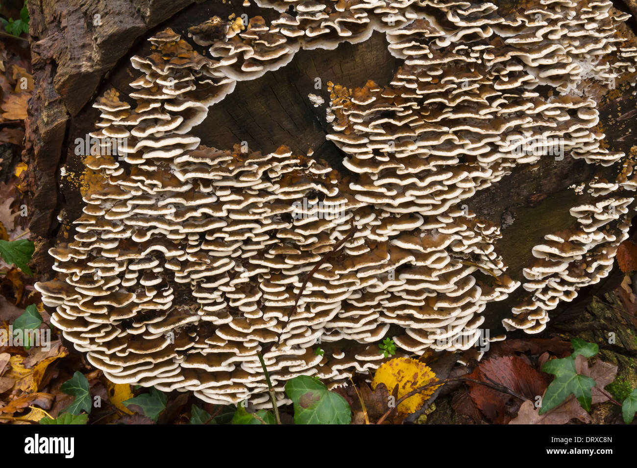 This fungus is one of the most common and important causes of decay of ...