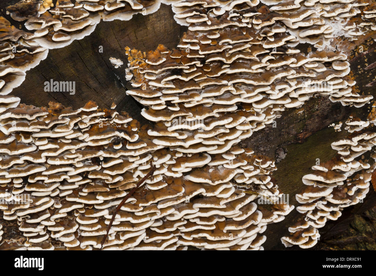 This fungus is one of the most common and important causes of decay of ...