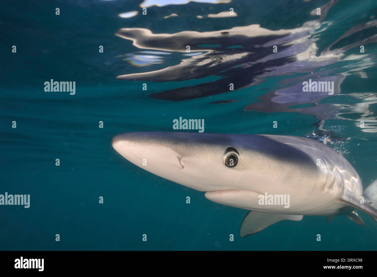 Epipelagic shark hi-res stock photography and images - Alamy