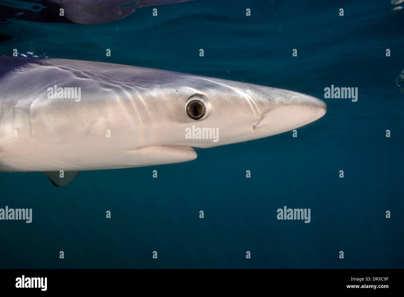 Epipelagic shark hi-res stock photography and images - Alamy