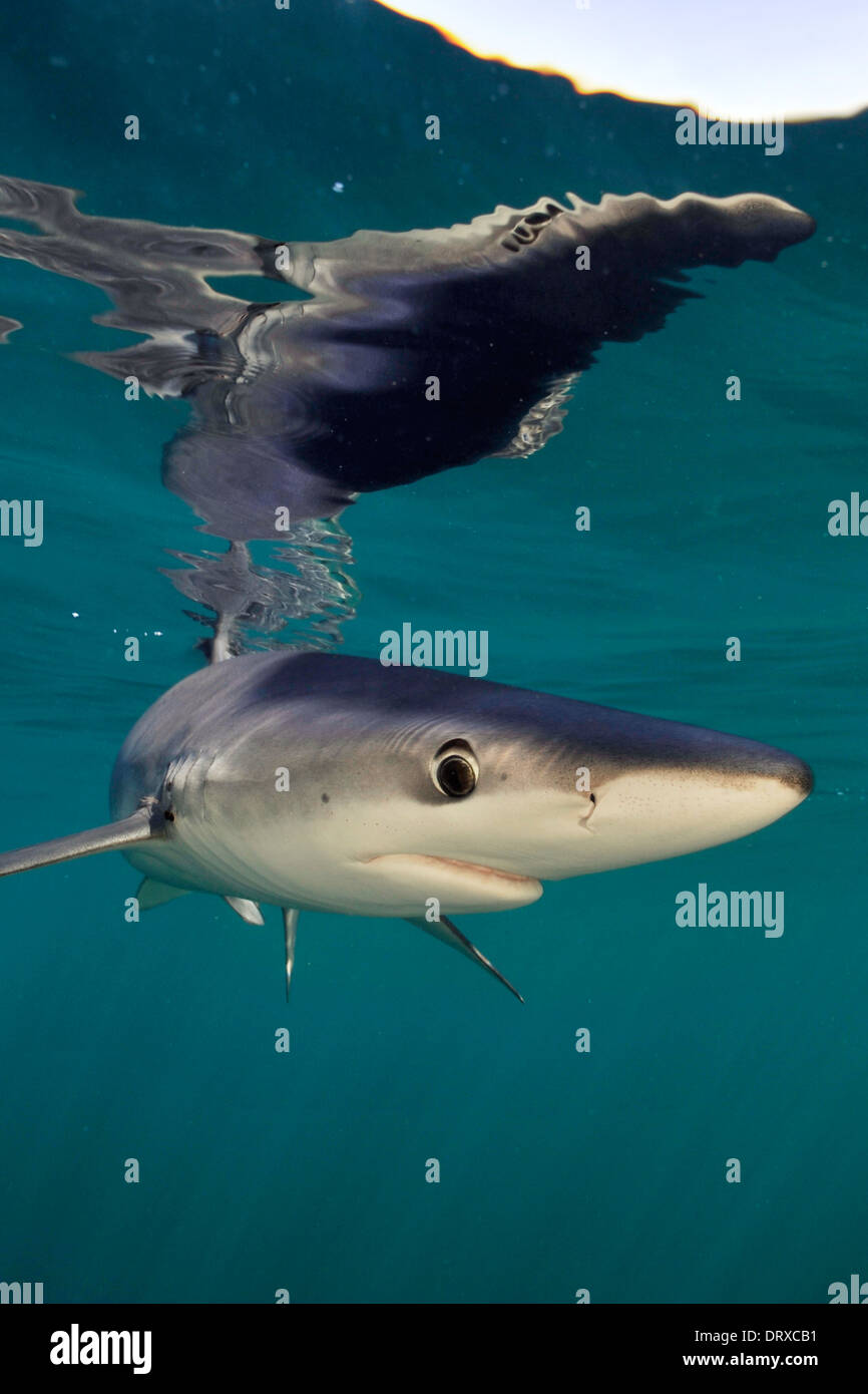 Blue shark cornwall hi-res stock photography and images - Alamy
