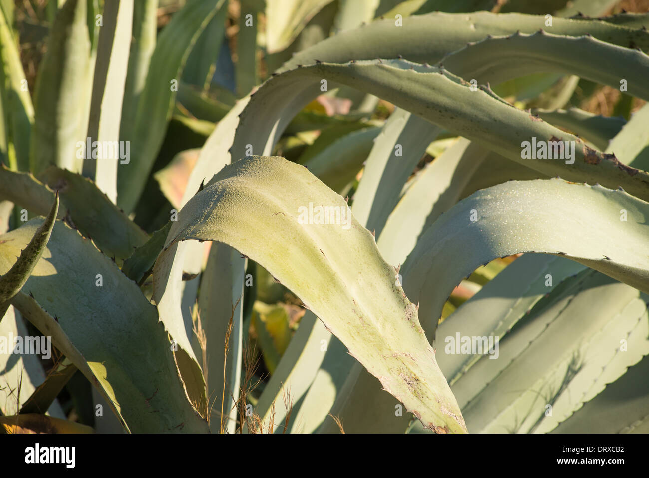 Full frame take of green agave leaves Stock Photo - Alamy
