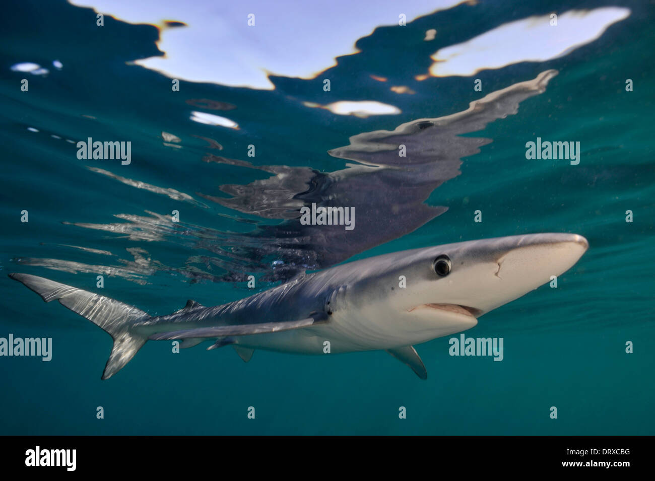 Epipelagic shark hi-res stock photography and images - Alamy