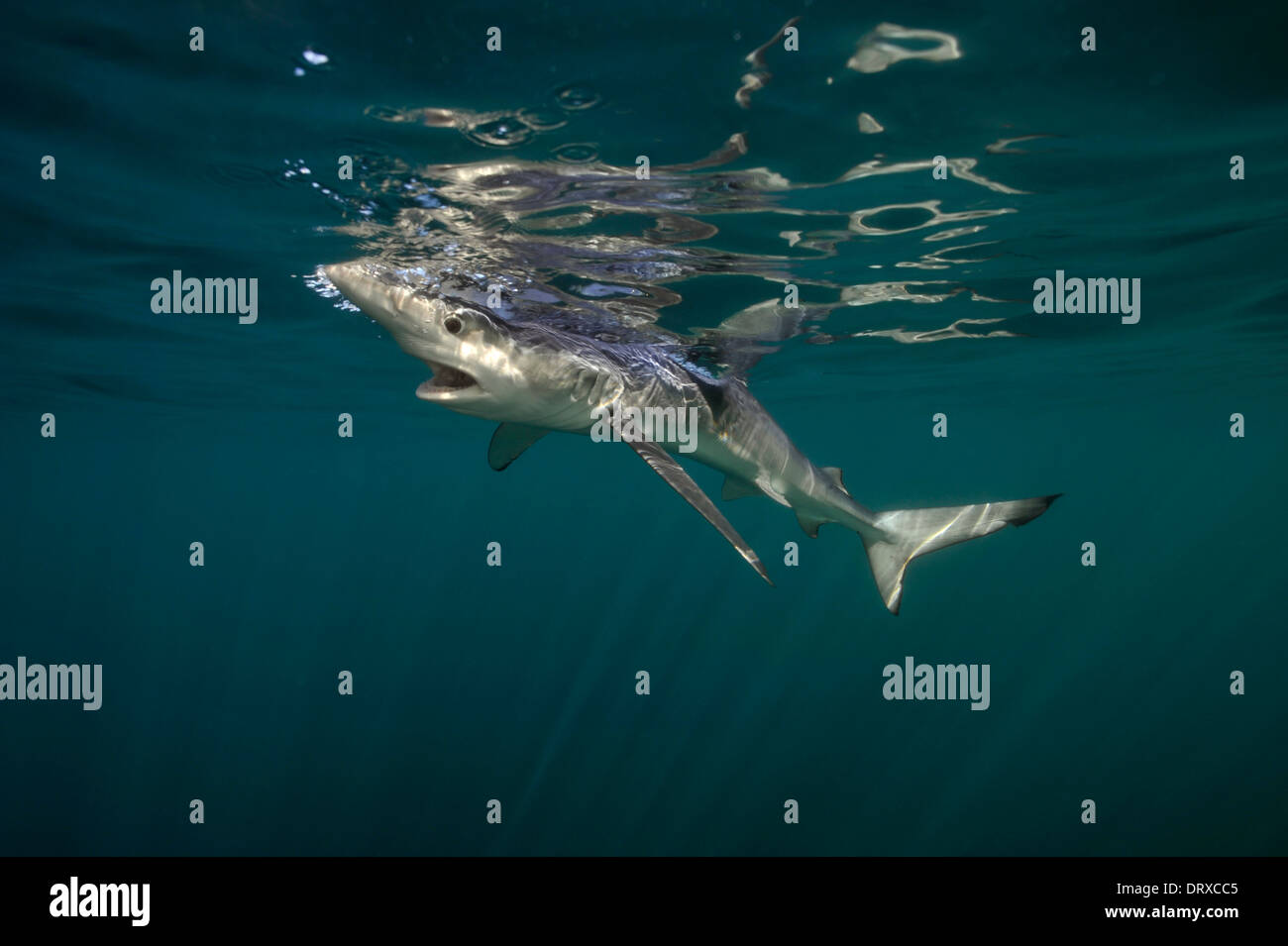 English Shark High Resolution Stock Photography and Images - Alamy