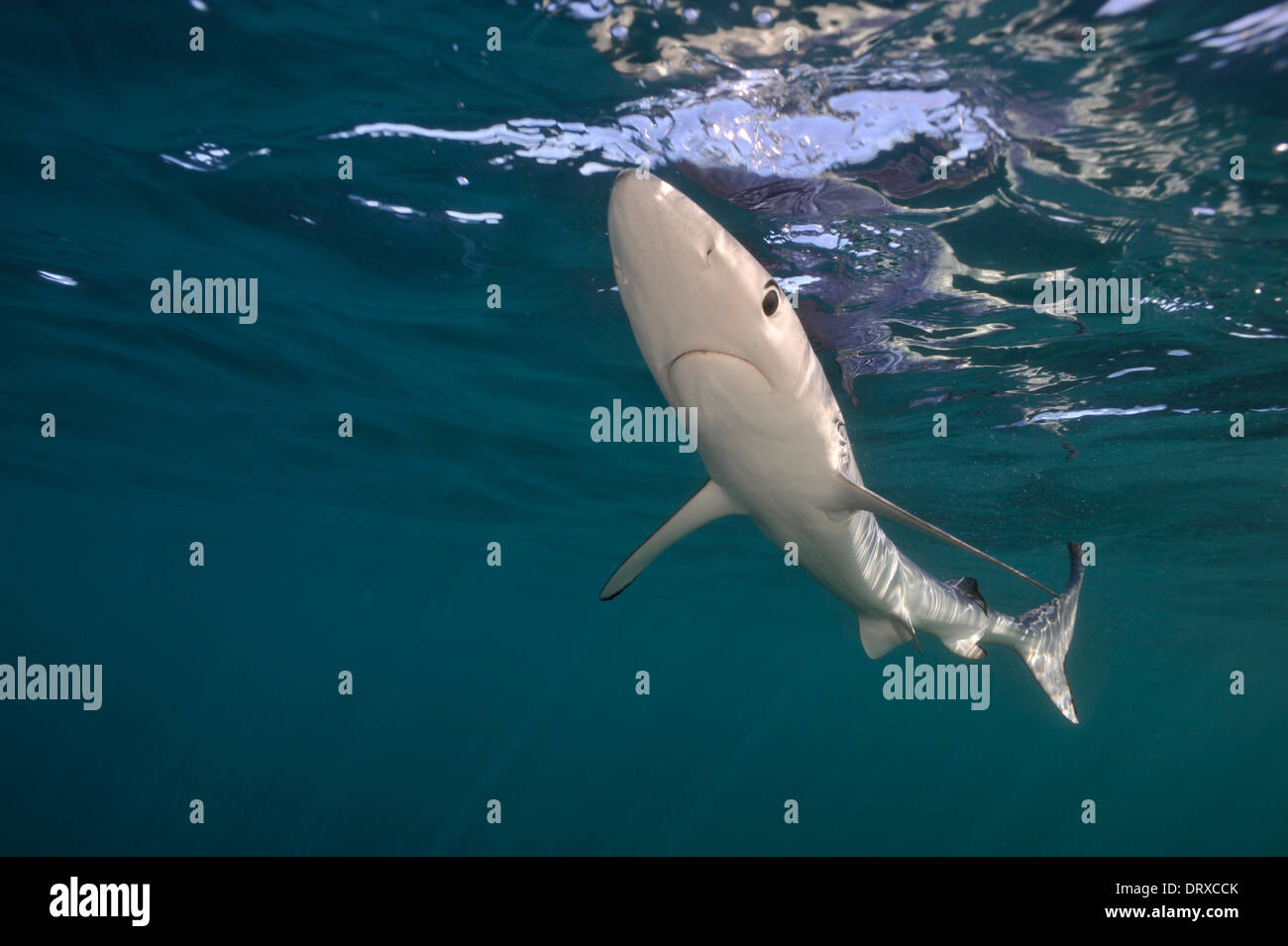 Epipelagic shark hi-res stock photography and images - Alamy