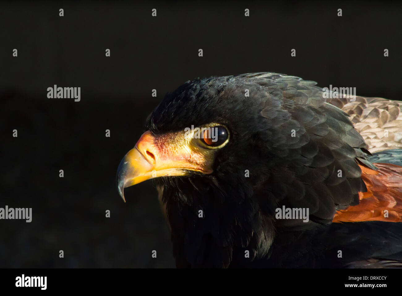 Close up of head of Harris Hawk Stock Photo - Alamy
