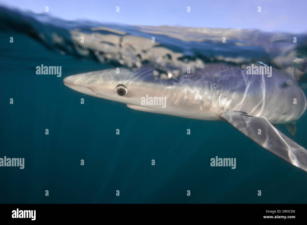 Blue shark cornwall hi-res stock photography and images - Alamy