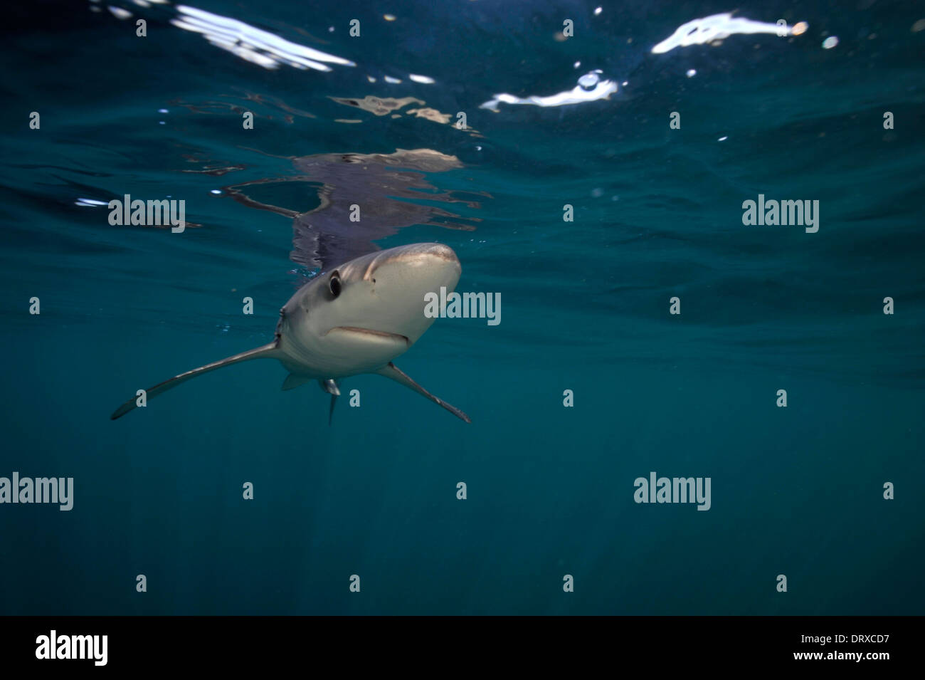 Blue shark hi-res stock photography and images - Alamy