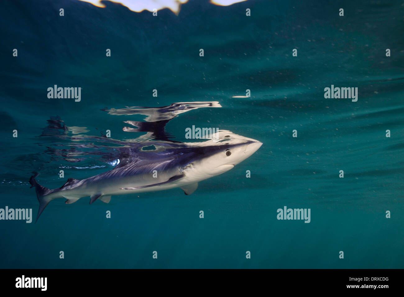 Epipelagic shark hi-res stock photography and images - Alamy