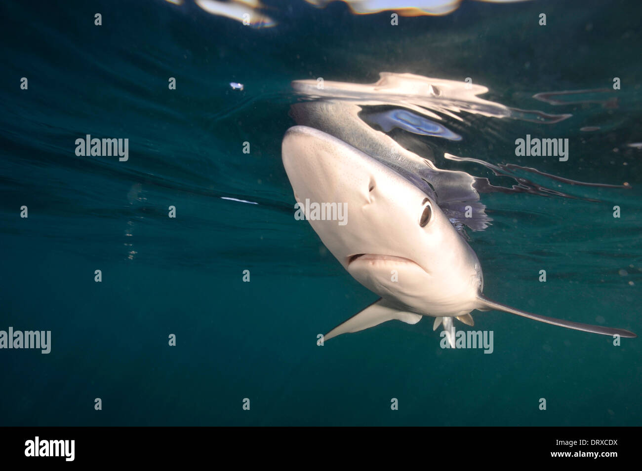 Epipelagic shark hi-res stock photography and images - Alamy