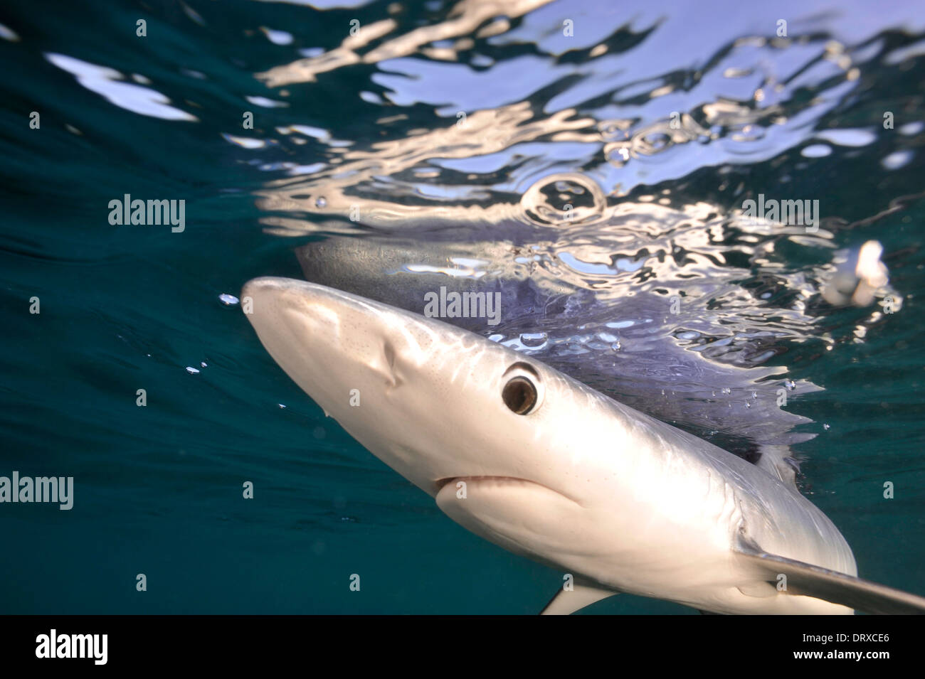 Blue shark cornwall hi-res stock photography and images - Alamy