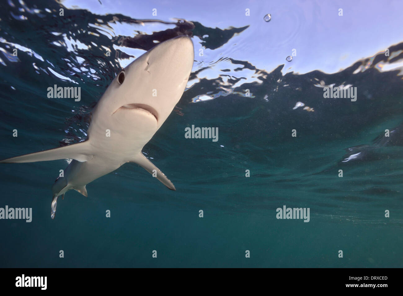Epipelagic shark hi-res stock photography and images - Alamy
