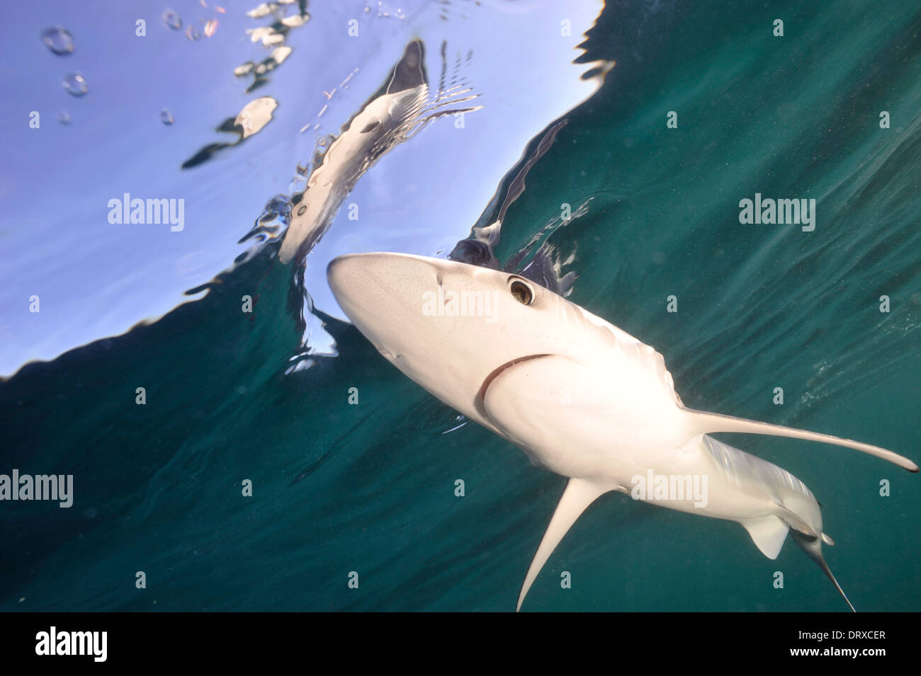 Epipelagic shark hi-res stock photography and images - Alamy