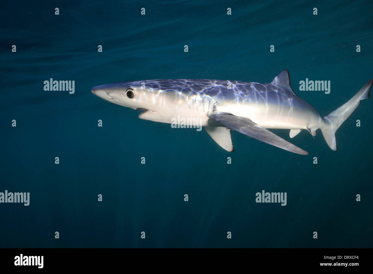 Epipelagic shark hi-res stock photography and images - Alamy