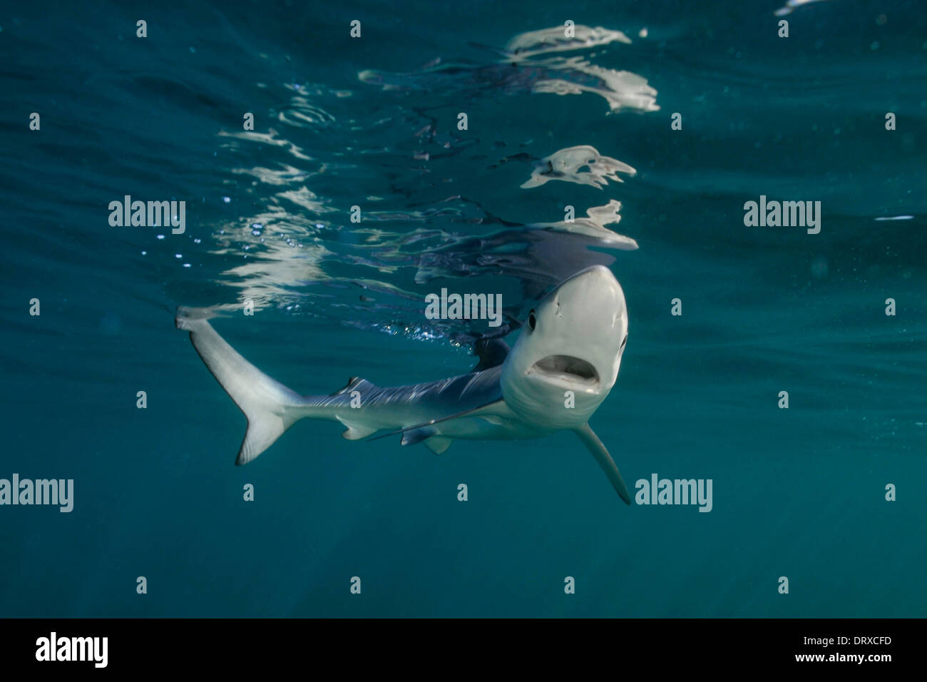 Shark surface hi-res stock photography and images - Alamy