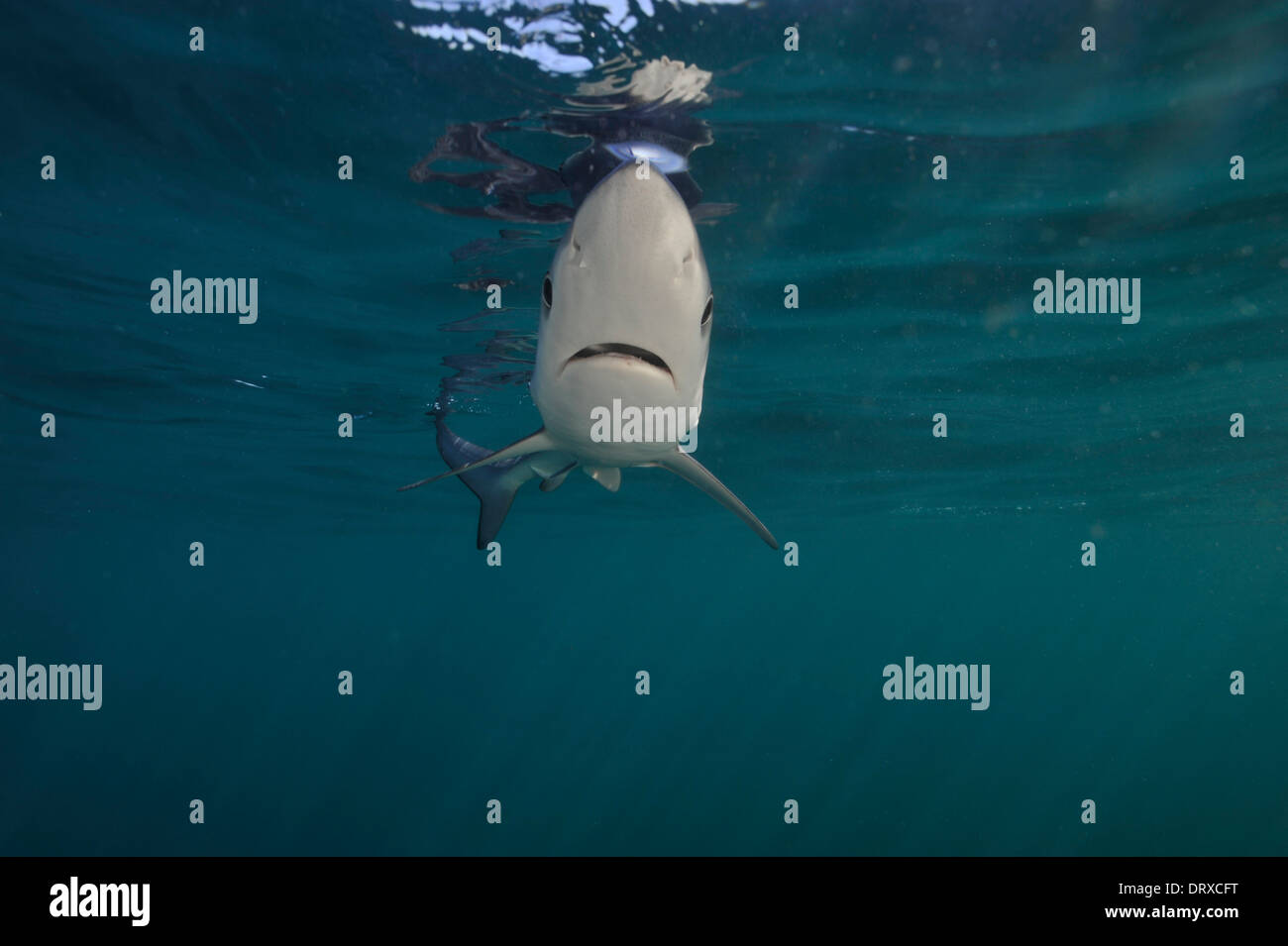 Epipelagic shark hi-res stock photography and images - Alamy