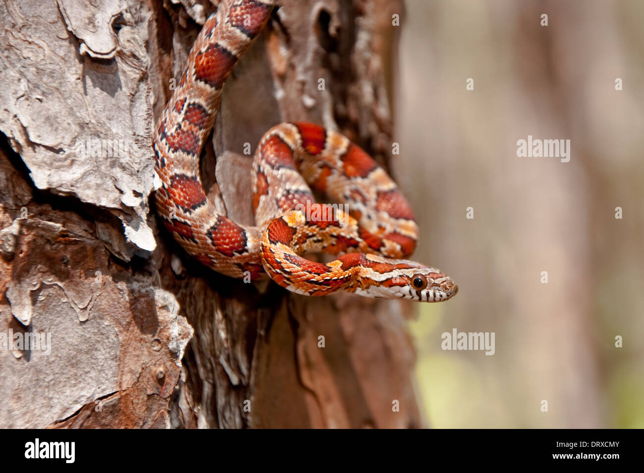 Pantherophis guttatus hi-res stock photography and images - Alamy