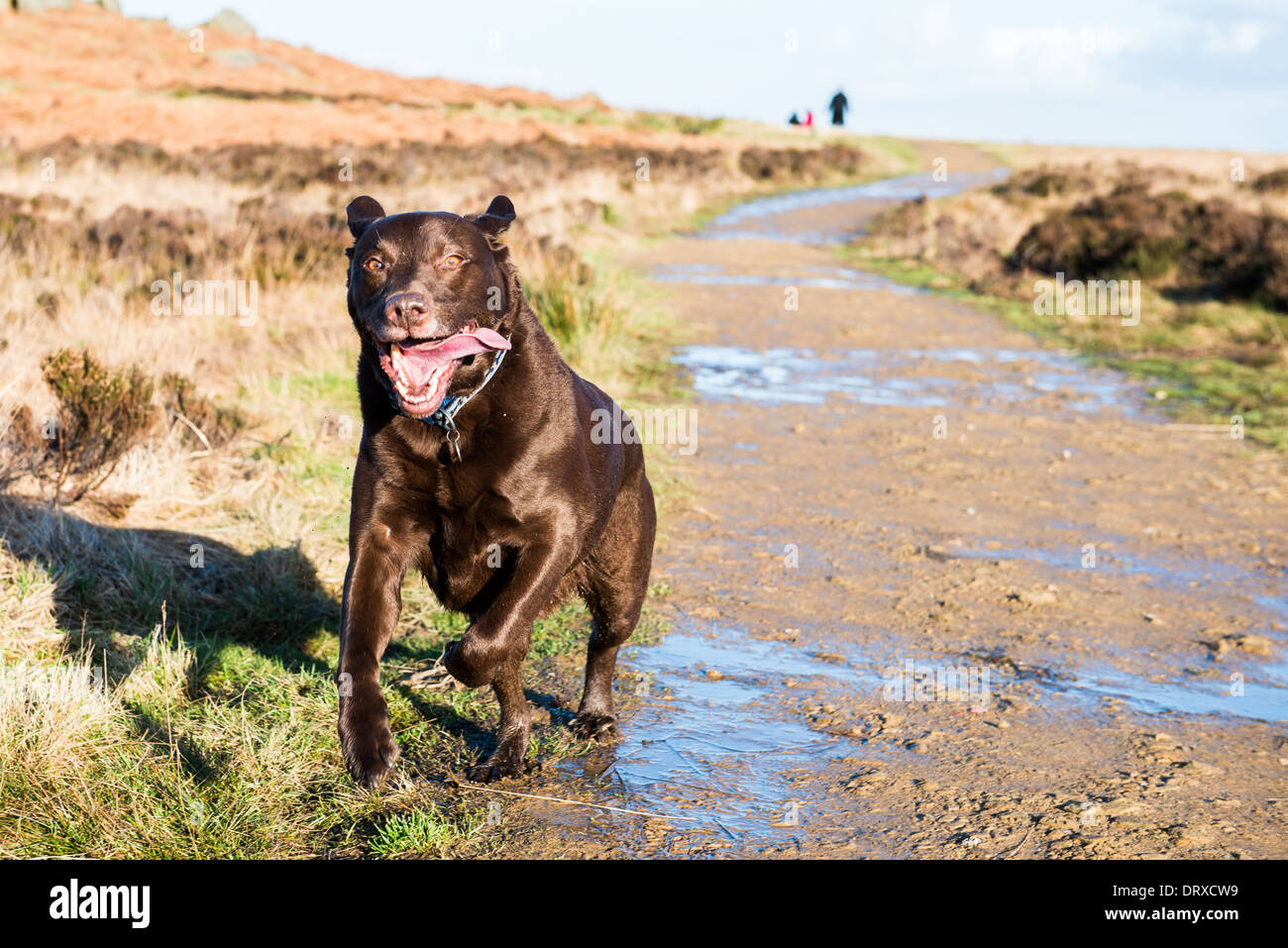 Chocolate Labrador running on the top of Ilkley Moor in Yorkshire, UK ...